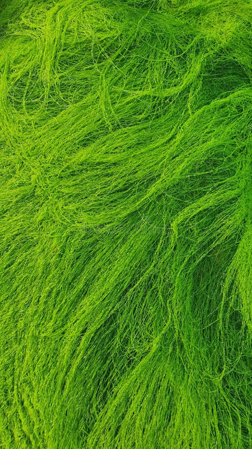 Vertical Closeup of Seagrass Moss, Green Algae Texture Stock Image ...