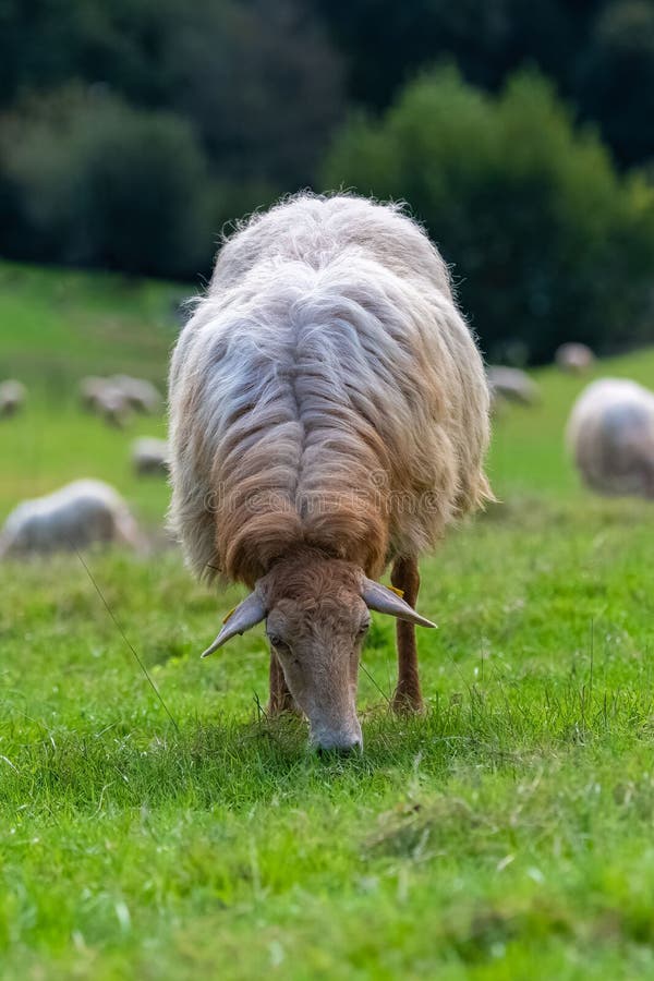 Vertical Closeup of a Sheep in a Green Field Stock Photo - Image of ...