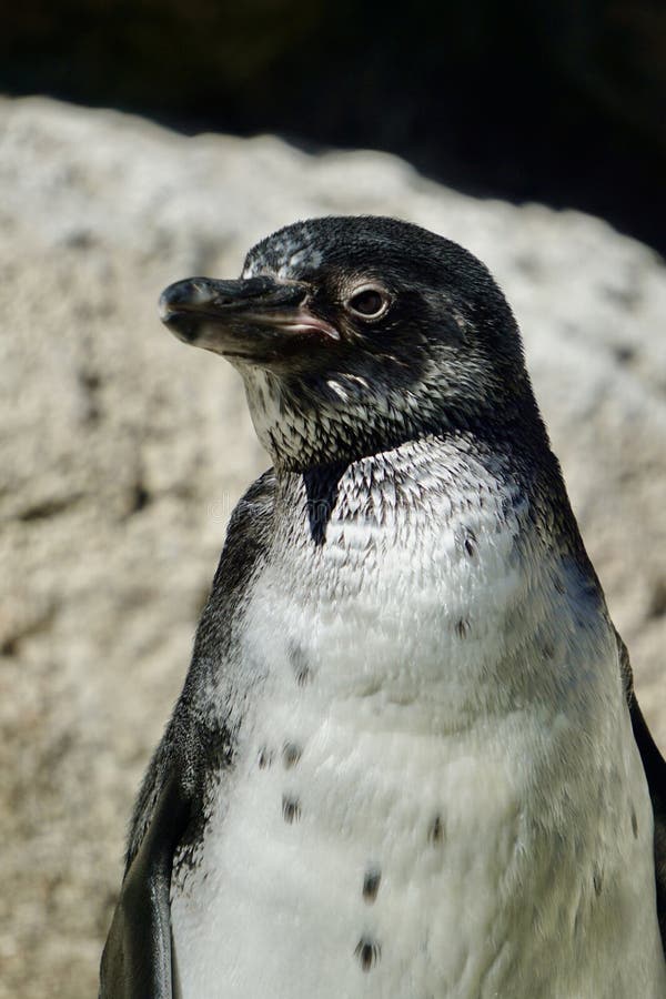 Vertical Closeup Shot of an Adorable Galapagos Penguin Stock Image ...