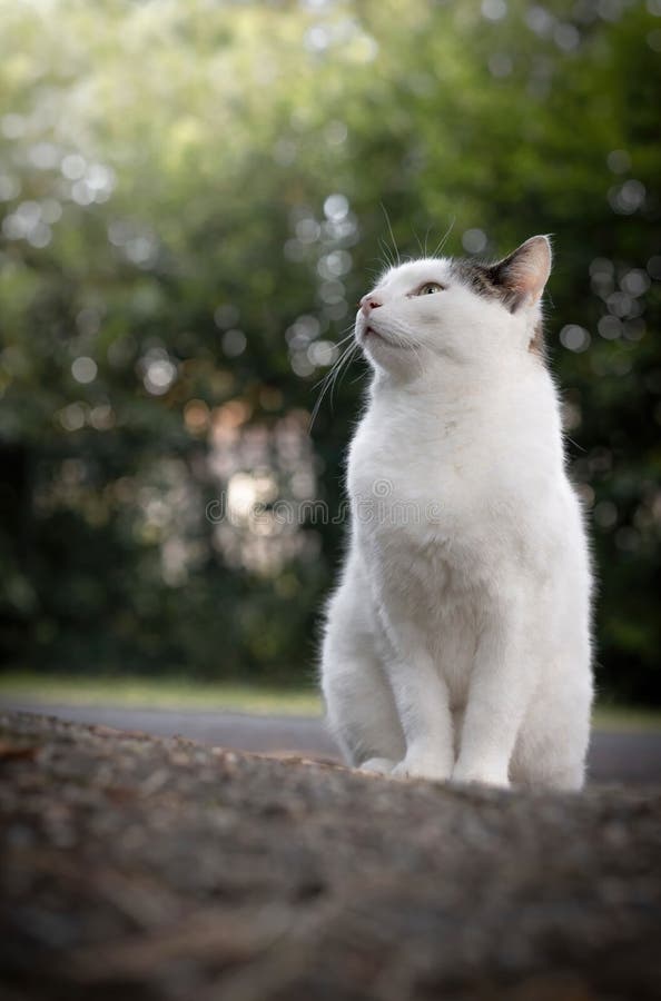 Vertical Closeup Shot of an Anatolian Cat in the Park Looking Up Stock ...