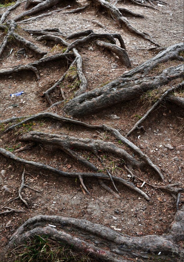 Vertical Closeup Shot of Ancient Tree Roots on the Ground Stock Photo ...