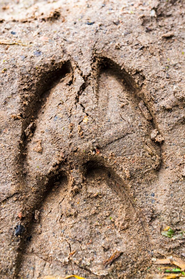 Vertical Closeup Shot of Animal Traces in the Mud Stock Image - Image ...