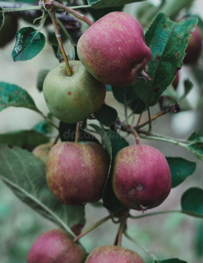 Vertical Closeup Shot of an Apple Tree with a Few Red and Green Apples ...