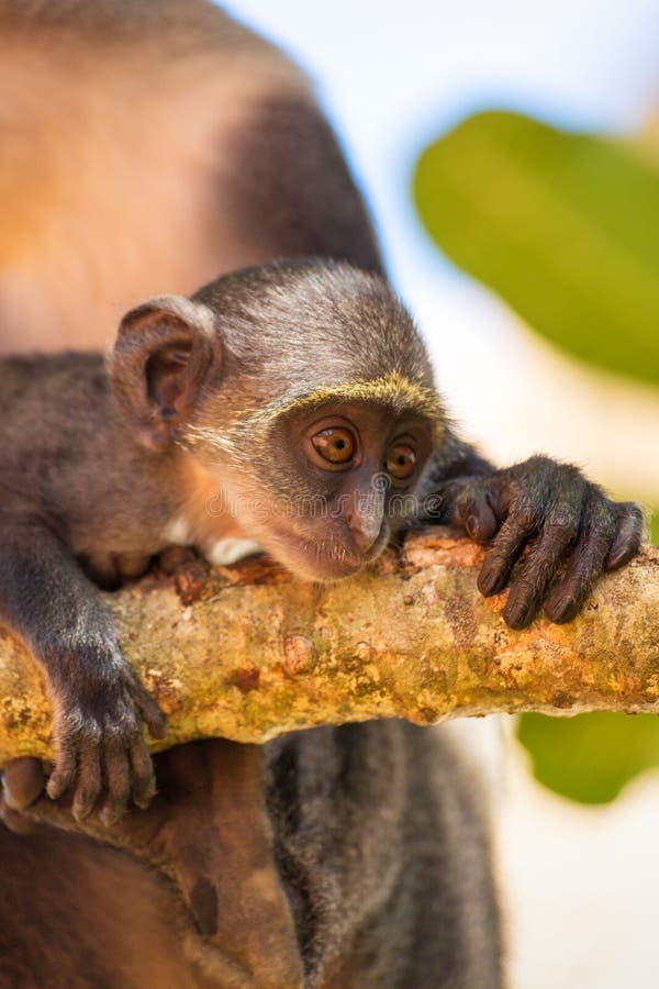 Vertical Closeup Shot of a Baby Monkey Holding Onto a Tree Branch Stock ... Vertical Closeup Shot of a Baby Monkey Holding Onto a Tree Branch Stock ...