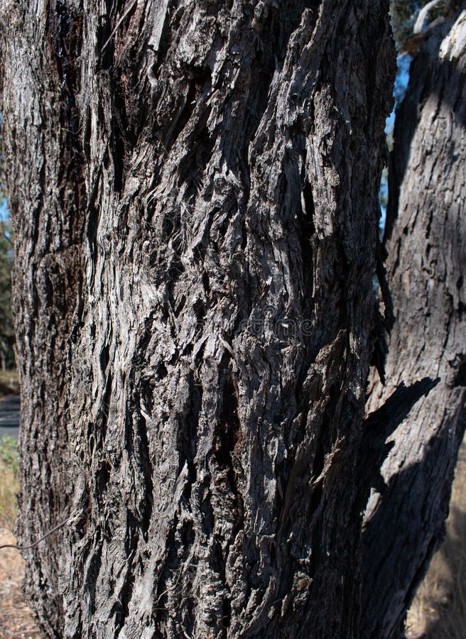 Vertical Closeup Shot of the Bark of a Gum Tree Stock Photo - Image of ...