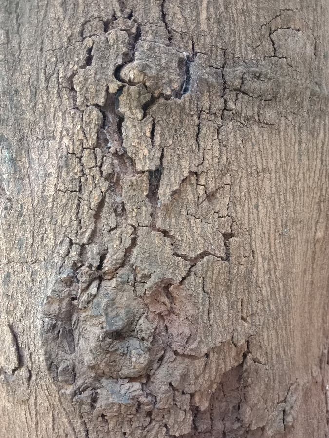 Vertical Closeup Shot of a Bark of a Tree Stock Photo - Image of ...