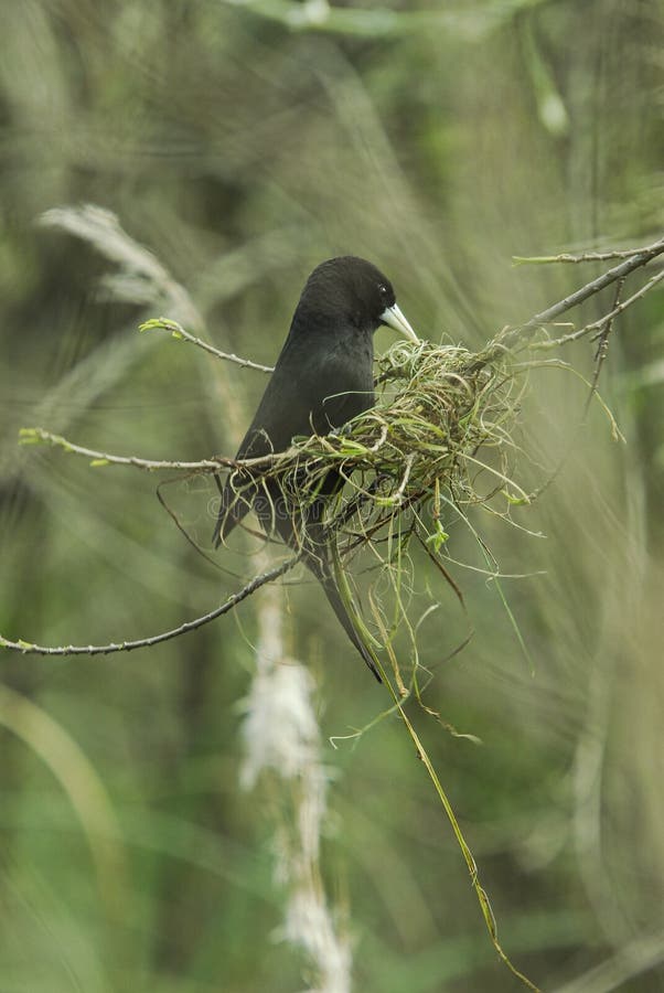 Vertical Closeup Shot of a Beautiful American Crow in a Natural ...