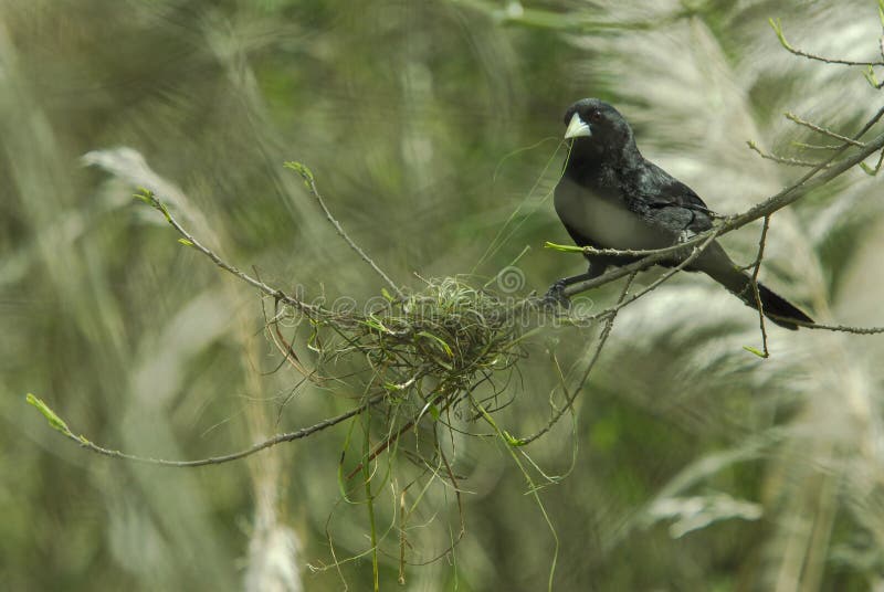 Vertical Closeup Shot of a Beautiful American Crow in a Natural ...