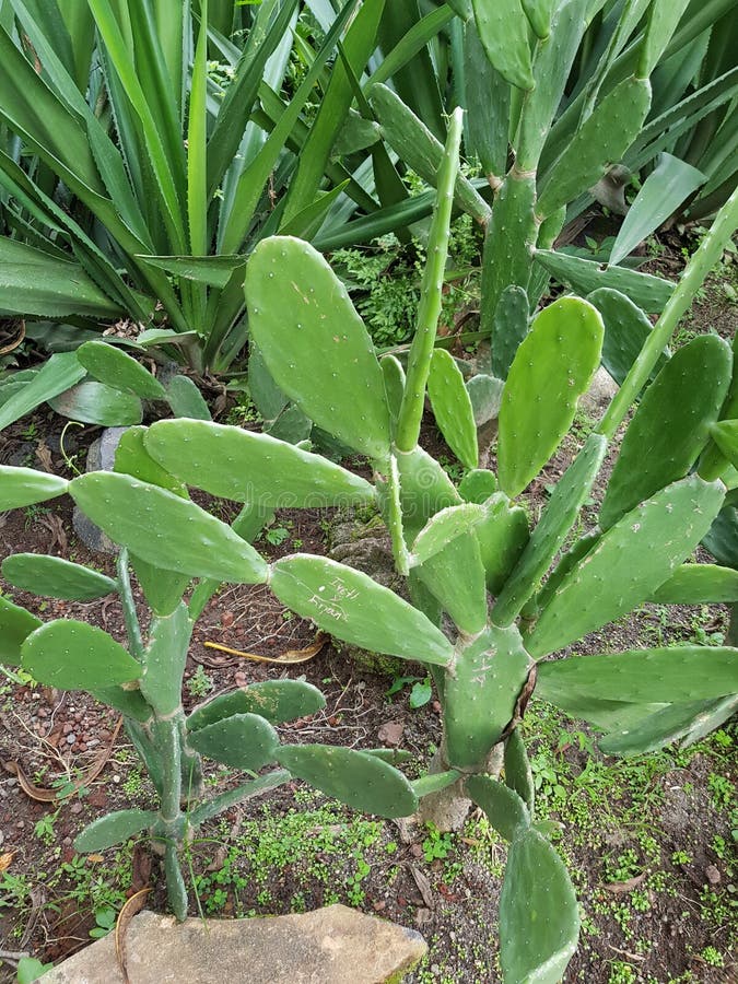 Vertical Closeup Shot of Beautiful Green Cactuses in the Garden during ...