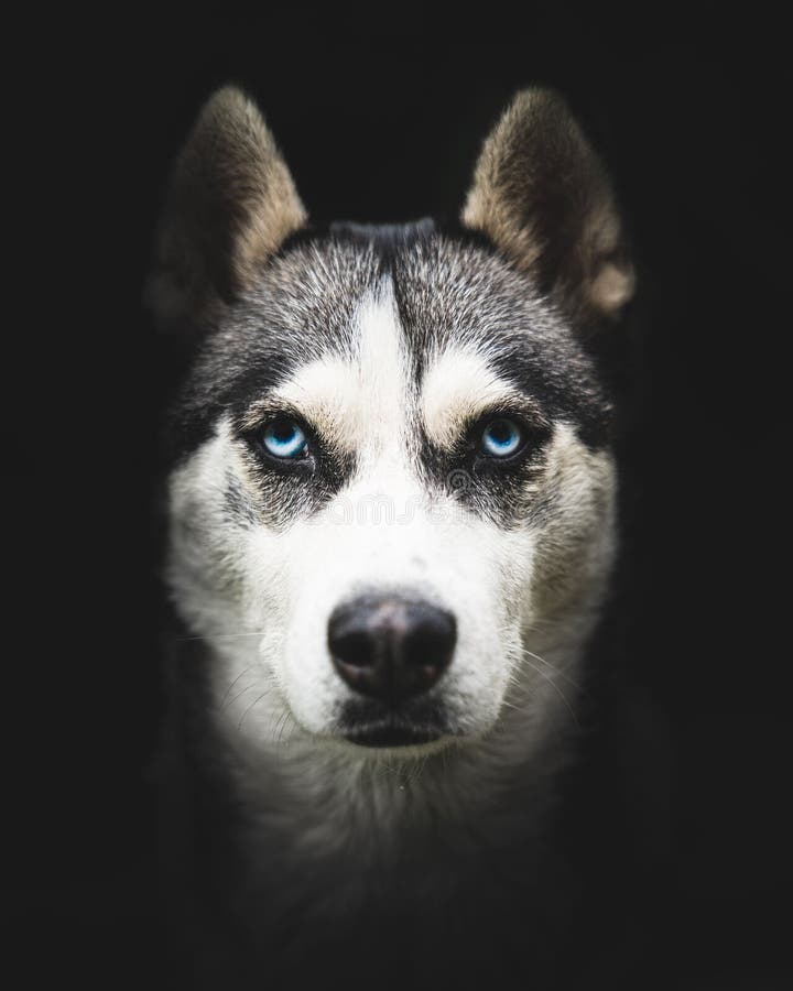 Vertical Closeup Shot of a Beautiful Husky Face with Bright Blue Eyes ...