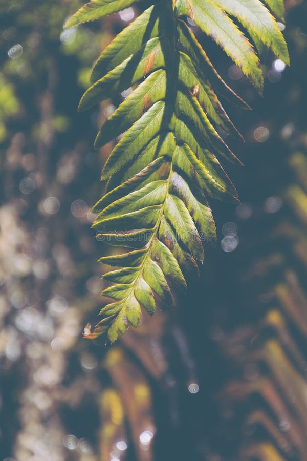 Vertical Closeup Shot of a Beautiful Leafy Branch of a Tree Stock Photo ...