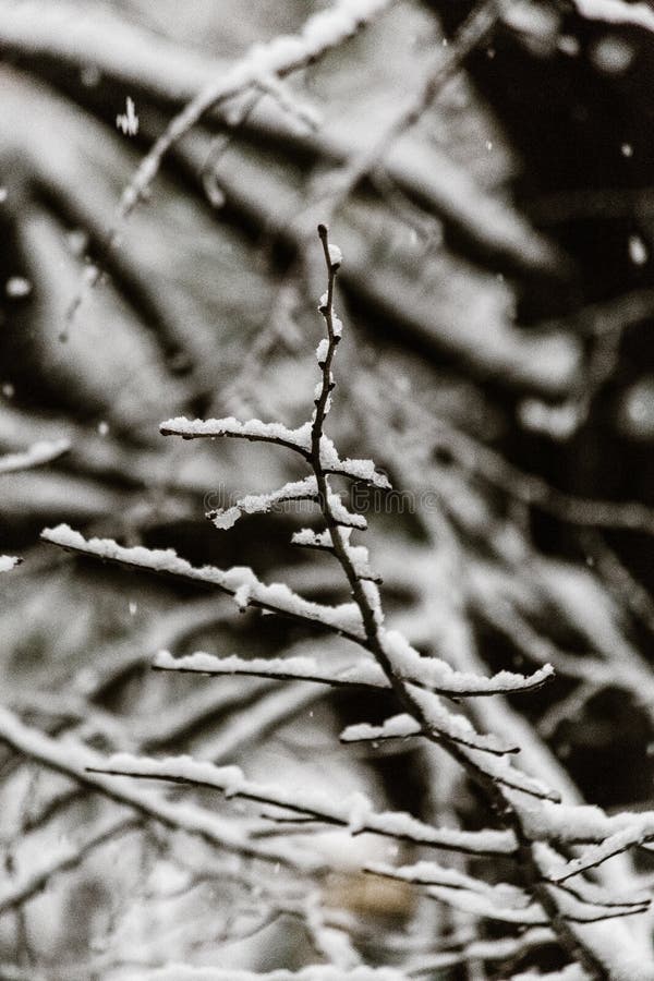 Vertical Closeup Shot of Beautiful Snowflakes Falling on Bare Tree ...