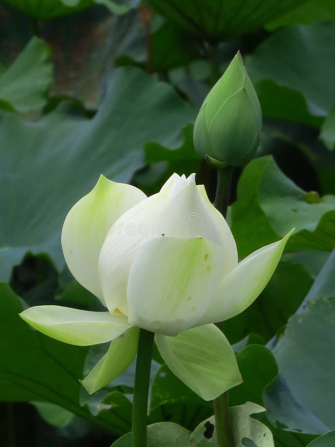 Vertical Closeup Shot of Beautiful White Lotus Buds Stock Photo - Image ...