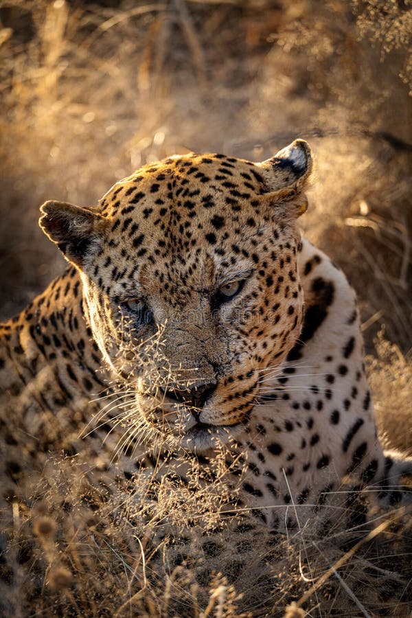 Vertical Closeup Shot of a Beautiful Wild Spotted Leopard on a Rural ...
