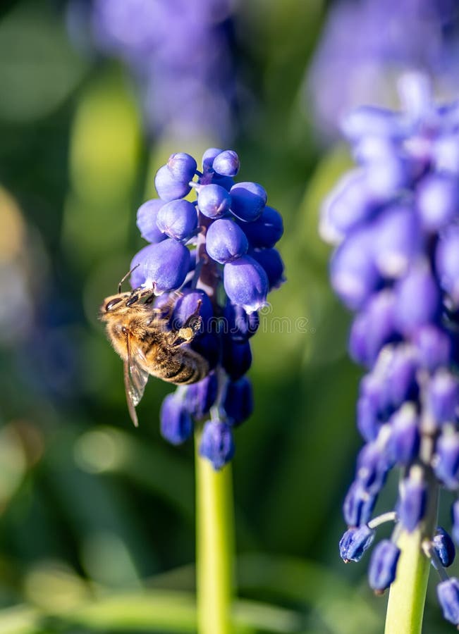 Vertical Closeup Shot of a Bee Pollinating a Grape-hyacinth Stock Photo ...