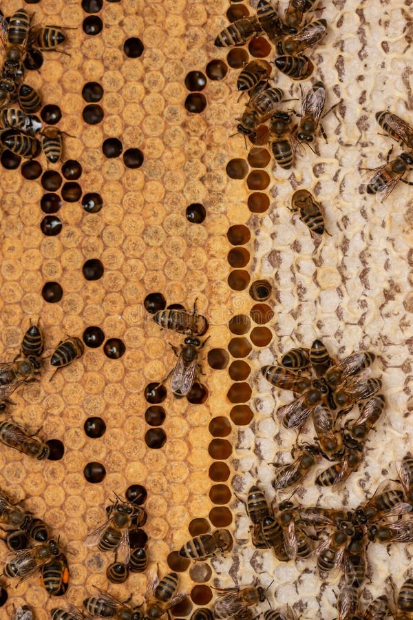 Vertical, Closeup Shot of Bees Making Honey on a Honeycomb- Traditional ...