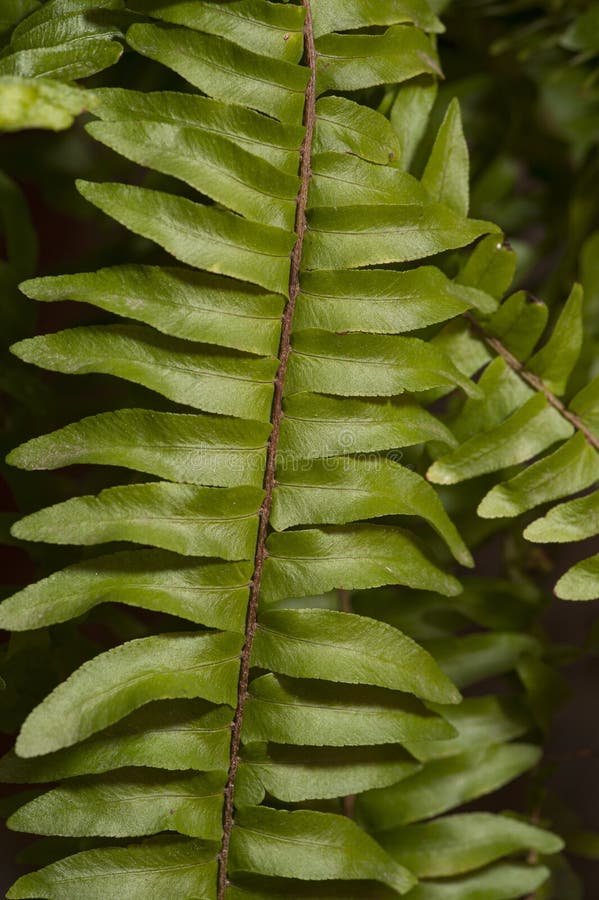Vertical Closeup Shot of a Beutiful Branch of a Fern Plant Stock Photo ...