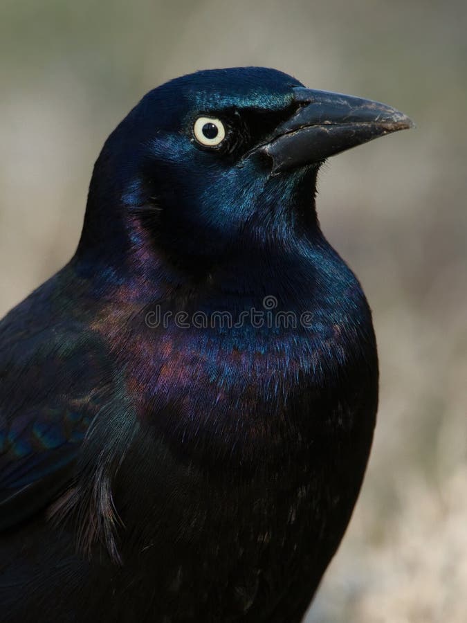 Vertical Closeup Shot of a Black Crow Bird Stock Photo - Image of ...