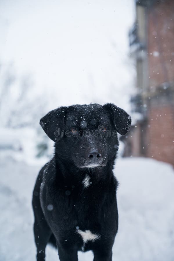 Vertical Closeup Shot of a Black Majorca Shepherd Dog Outside during ...
