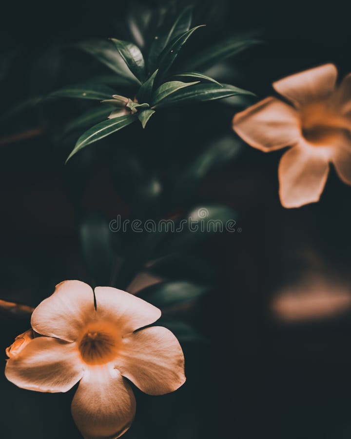 Allamanda flowers yellow stock image. Image of botany - 98285437