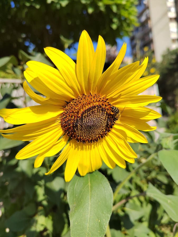 Vertical Closeup Shot of a Blooming Small Sunflower Stock Image - Image ...