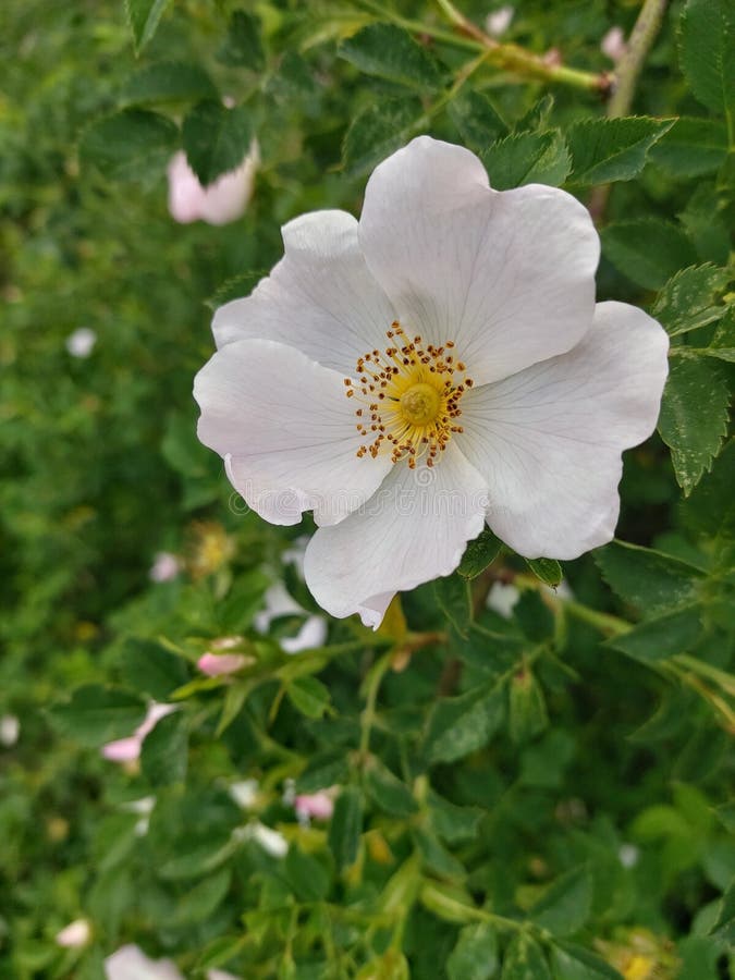 Vertical Closeup Shot of a Blooming White Dog Rose Flower Stock Photo ...