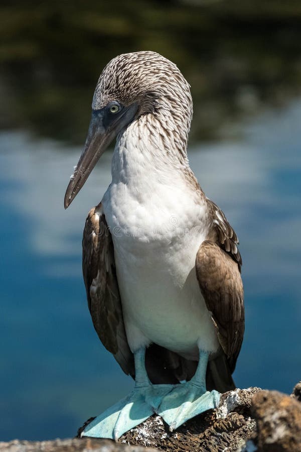 Vertical Closeup Shot of a Blue-footed Booby Bird with a Long Black ...
