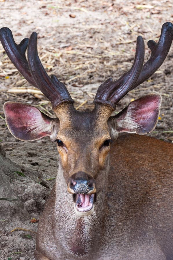 Vertical Closeup Shot of a Brown Elk with an Open Mouth in the Jungle ...