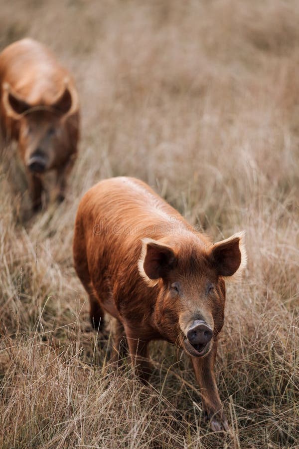 Vertical Closeup Shot of Brown Pigs Walking in a Field and Looking at ...