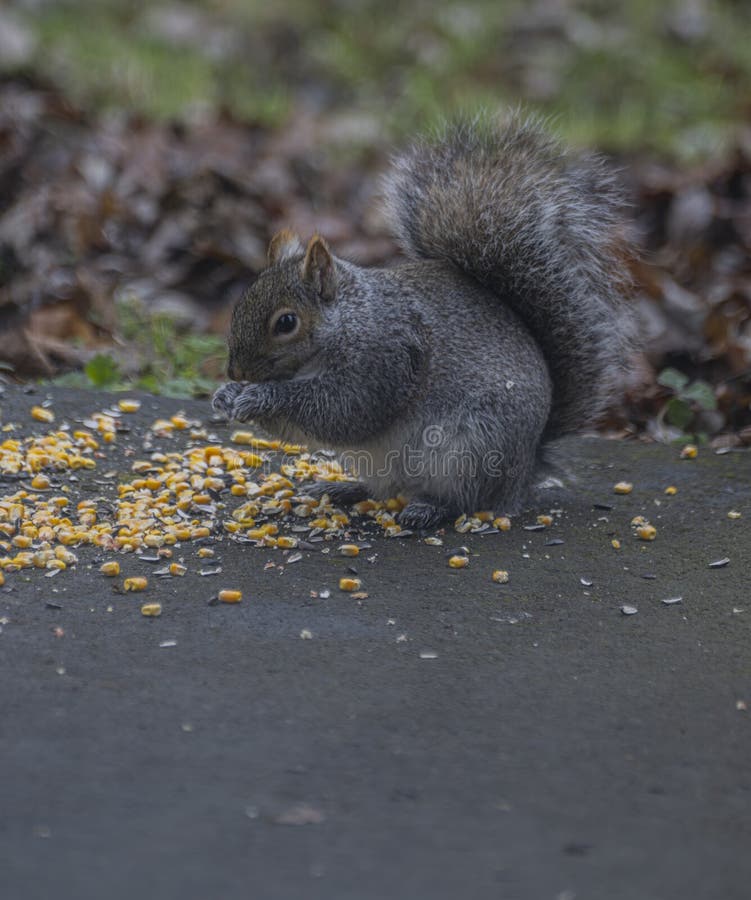 Vertical Closeup Shot of a Brown Squirrel Snacking on Corn Kernels ...