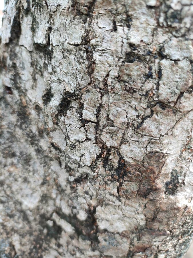 Vertical Closeup Shot of Brown Tree Bark Stock Photo - Image of wall ...