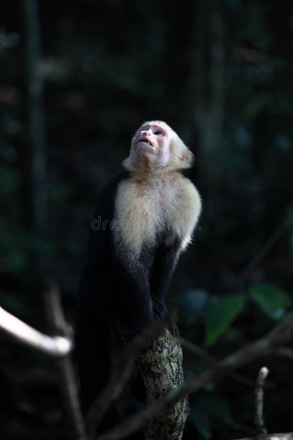 Monkey Looking up stock photo. Image of macaca, primate - 9166214