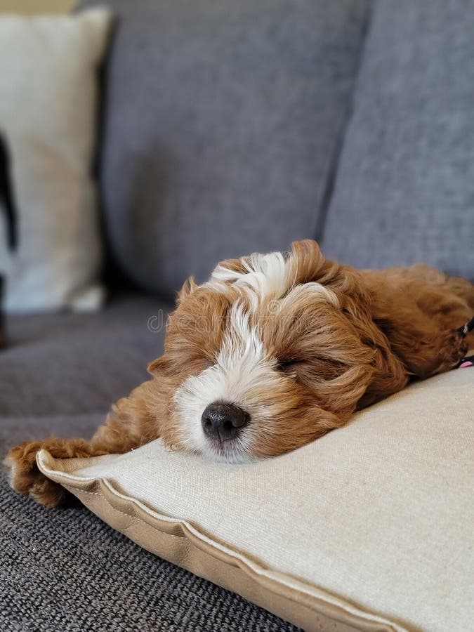 Vertical Closeup Shot of a Cavapoo Dog Relaxing on a Sofa Stock Image ...
