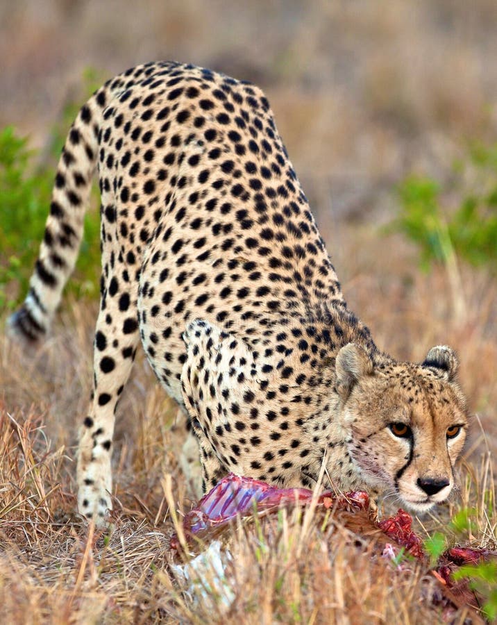 Vertical Closeup Shot of a Cheetah with a Prey Stock Image - Image of ...