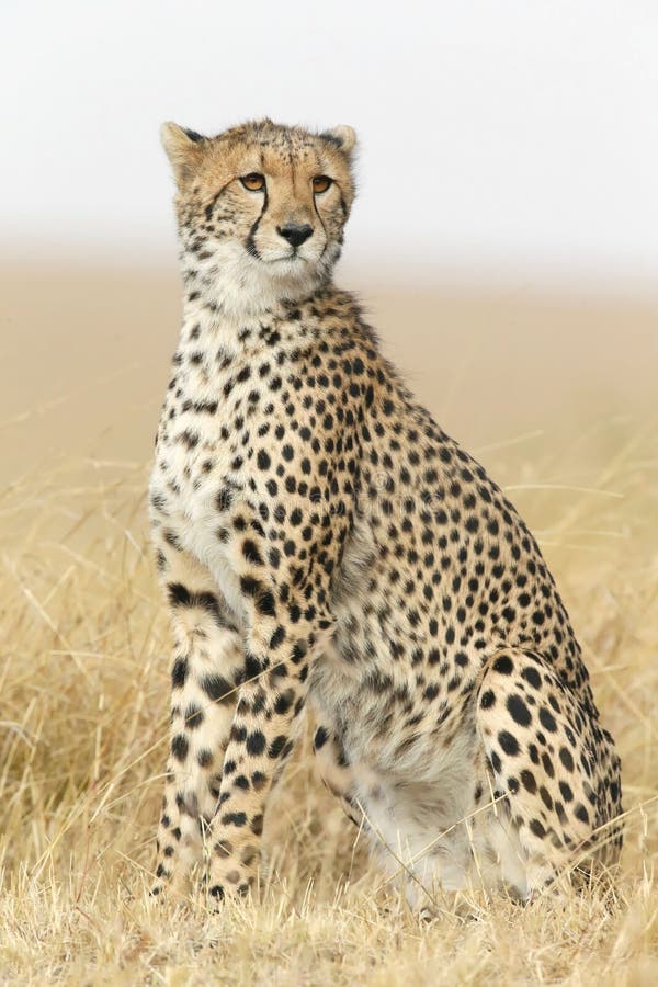 Vertical Closeup Shot of a Cheetah in the Wild Stock Image - Image of ...