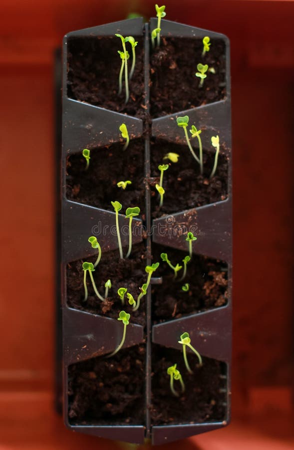 Vertical Closeup Shot of Chinese Cabbage Growing Indoor in a ...