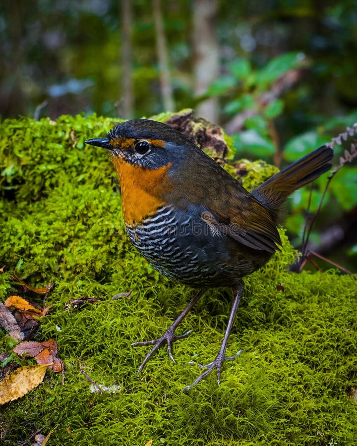 Vertical Closeup Shot of a Chucao Tapaculo Bird Standing on a Green ...