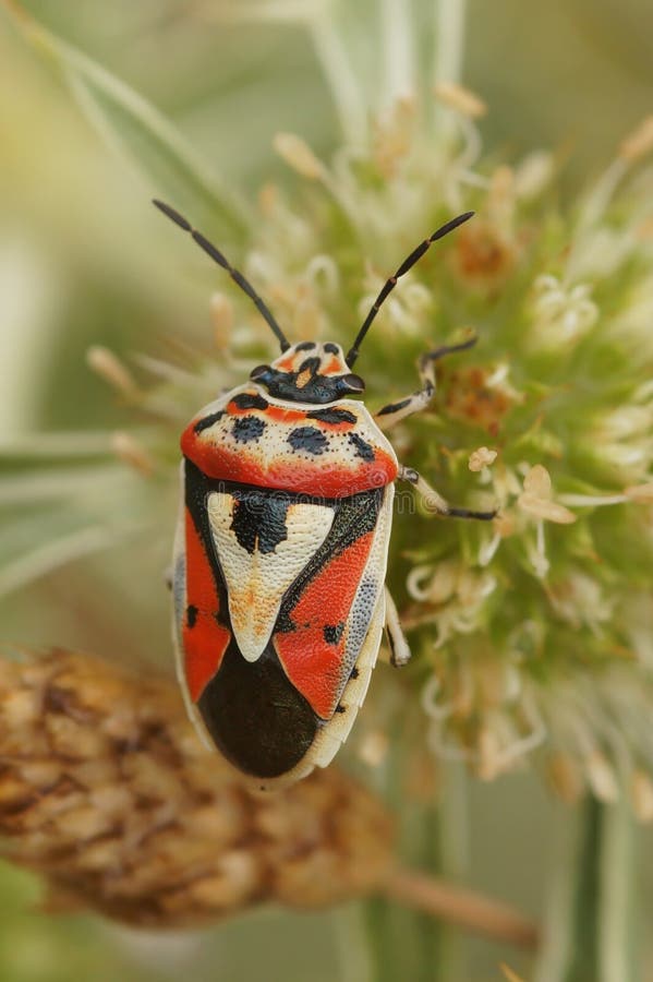 Vertical Closeup Shot of the Colorful Shield Bug, Eurydema Ornata on ...