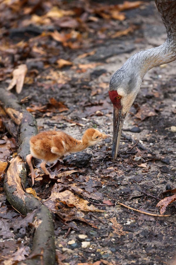 Common Crane in Its Natural Habitat Stock Photo - Image of creature ...