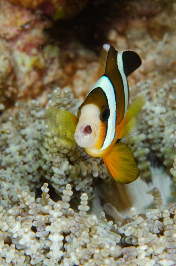 Vertical Closeup Shot of Coral Reef Fish Stock Photo - Image of animal ...