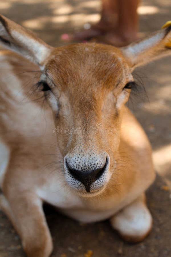 Vertical Closeup Shot of a Cute Antelope Lying on the Ground in the Zoo ...