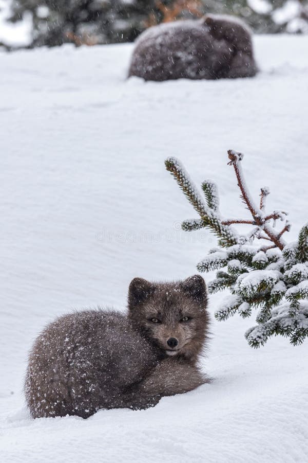 Vertical Closeup Shot of a Cute Arctic Fox in the Snow Stock Photo ...