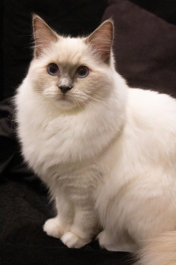 Vertical Closeup Shot of a Cute Birman Cat Stock Photo - Image of ...