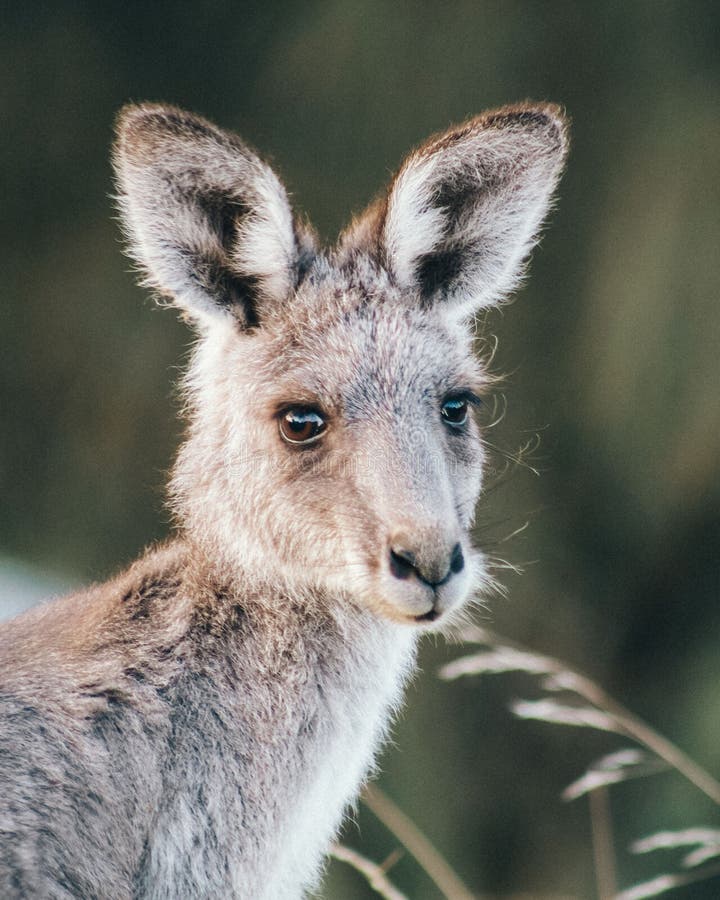 Vertical Closeup Shot of a Cute Brown Kangaroo Face Stock Image - Image ...