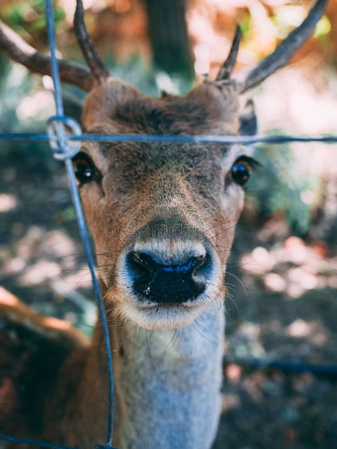 Deer Behind Metal Cage on the Ground Stock Image - Image of barrier ...