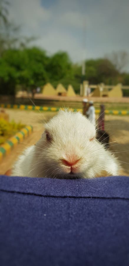 Vertical Closeup Shot of a Cute Fluffy Rabbit Staring at the Camera ...