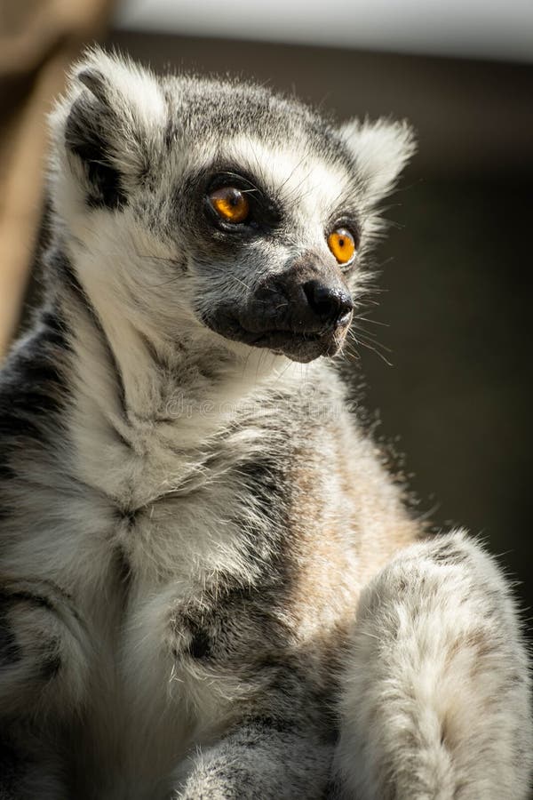 Vertical Closeup Shot of a Cute Lemur Stock Photo - Image of nature, natural: 261215368