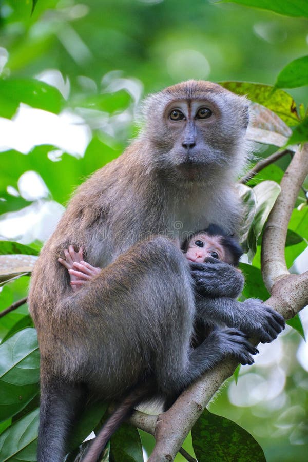 Vertical Closeup Shot of Cute Monkey with Cub on Tree Branch in the ...