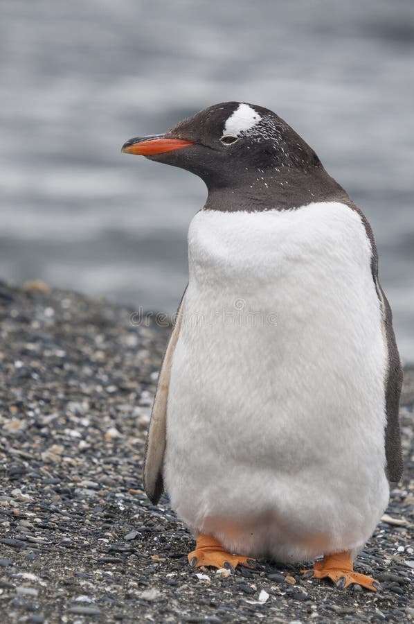 Penguin looking at camera stock photo. Image of animal - 164955300