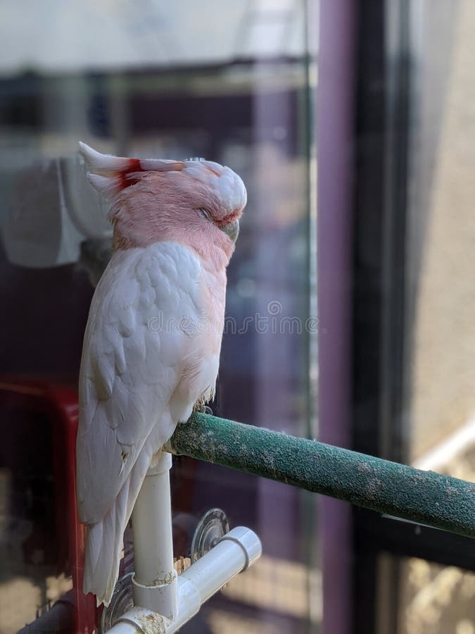 Vertical Closeup Shot of a Cute Pink and White Parakeet Perched on a ...